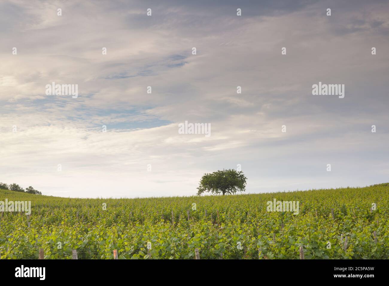 Single tree in a vineyard hi-res stock photography and images - Alamy