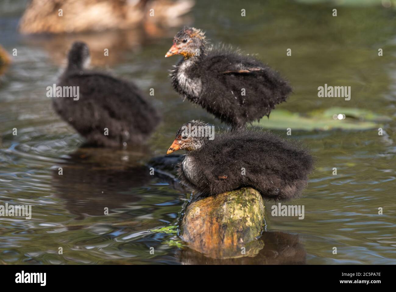 Family of common coot chicks searching for food in a river Stock Photo ...