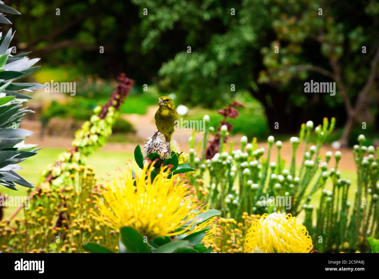 Bully canary hi-res stock photography and images - Alamy