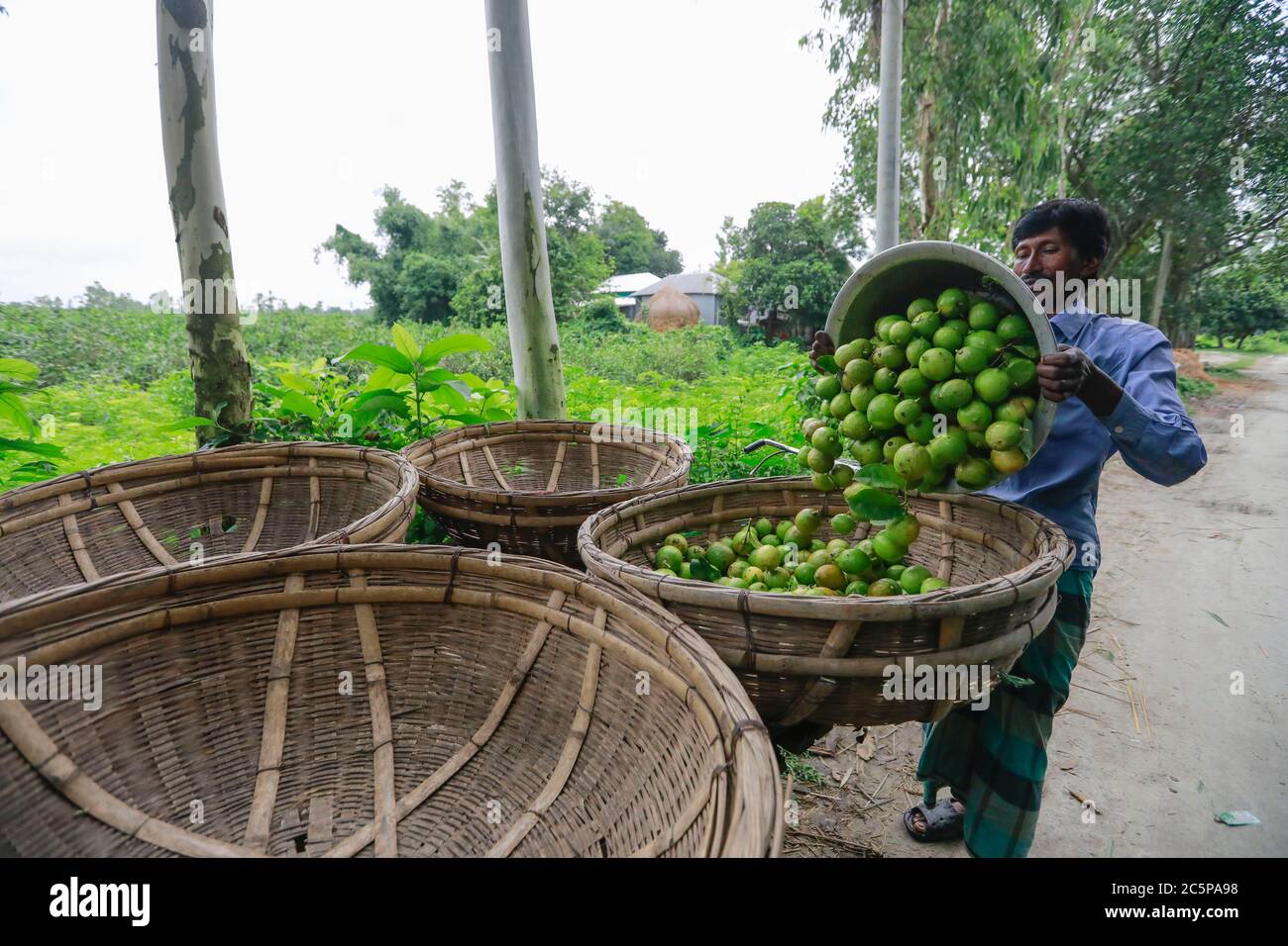 Used for lemon farming hi-res stock photography and images - Alamy
