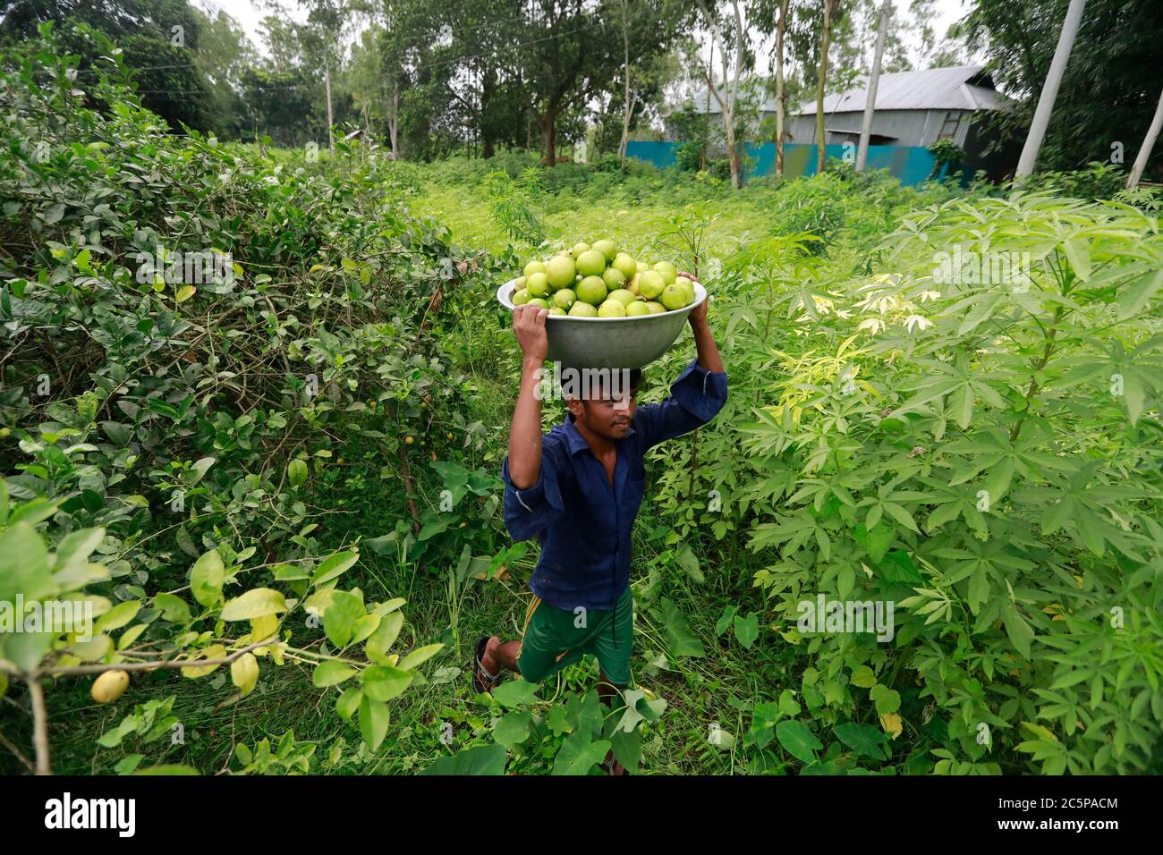 Used for lemon farming hi-res stock photography and images - Alamy
