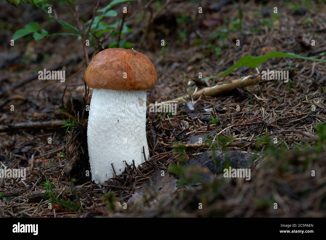 Red and white bolete fungus Leccinum albostipitatum growing in the ...