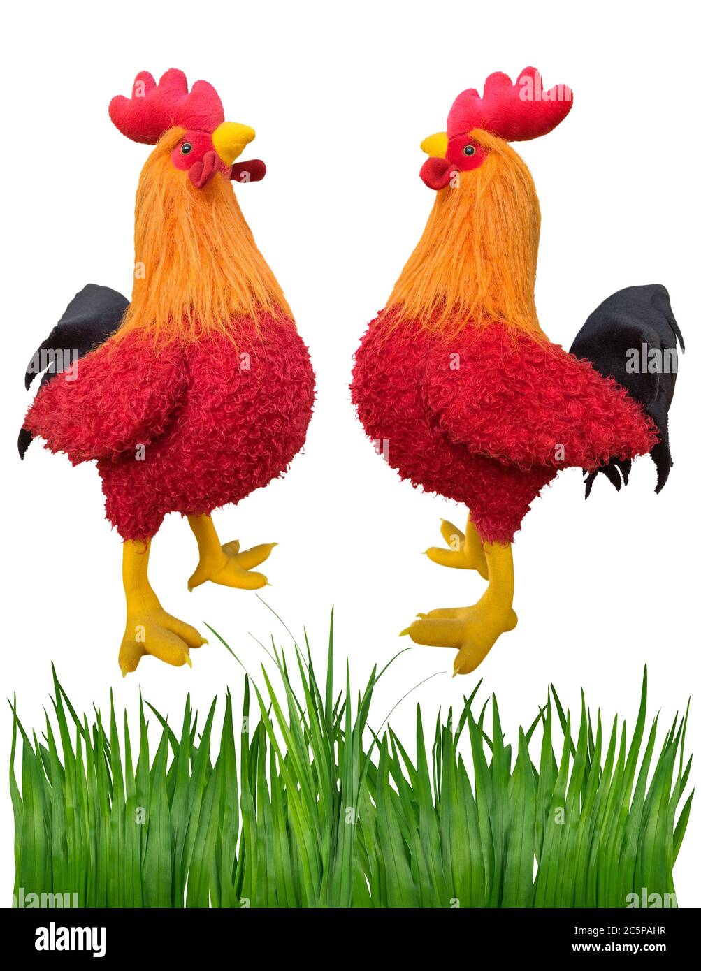 Furry rooster hi-res stock photography and images - Alamy