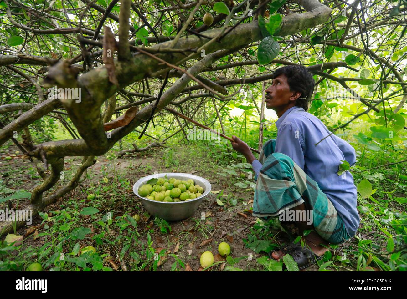 Used for lemon farming hi-res stock photography and images - Alamy