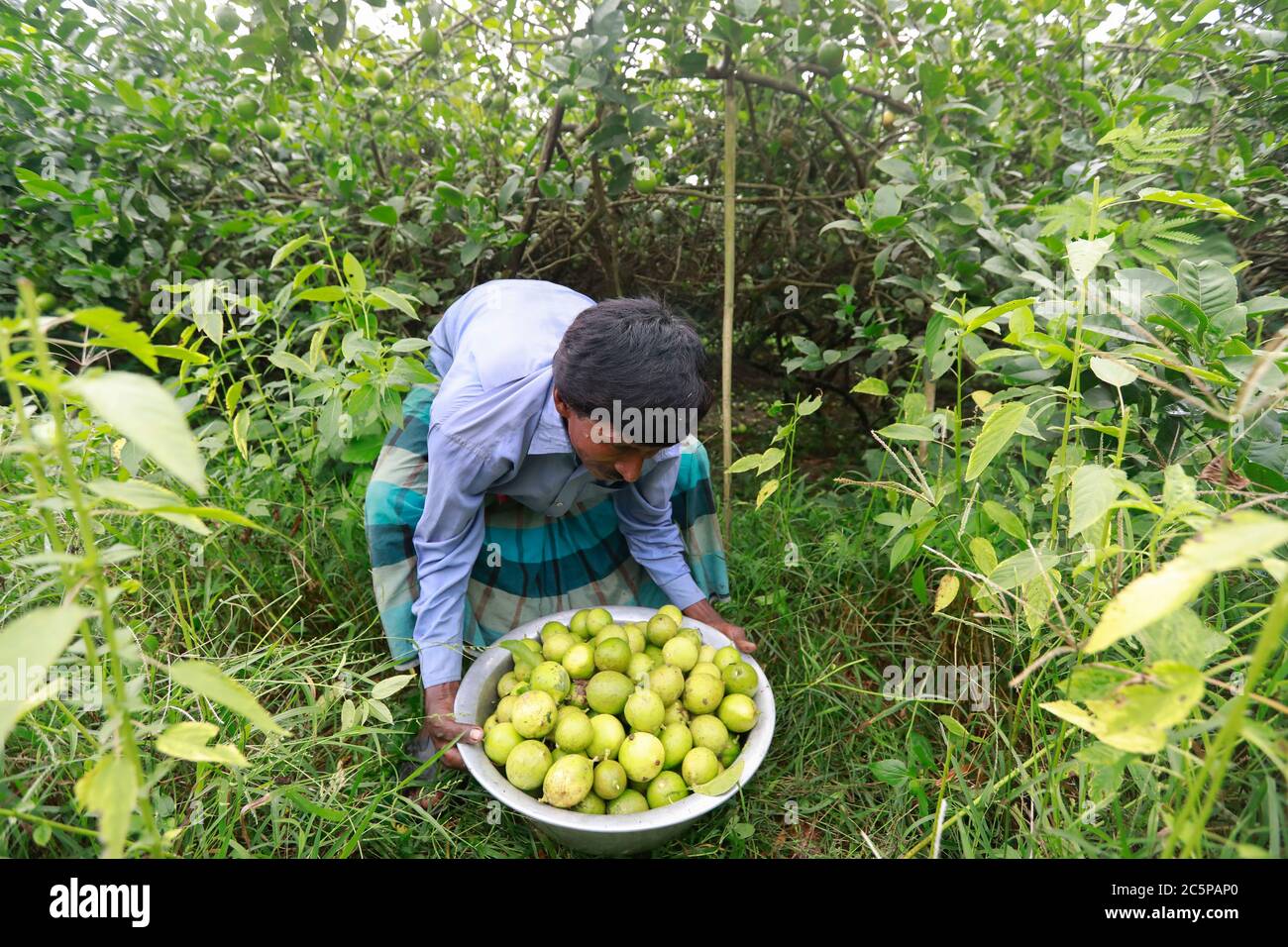 Used for lemon farming hi-res stock photography and images - Alamy