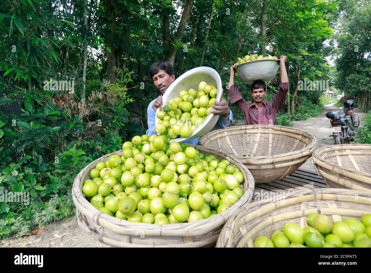 Used for lemon farming hi-res stock photography and images - Alamy