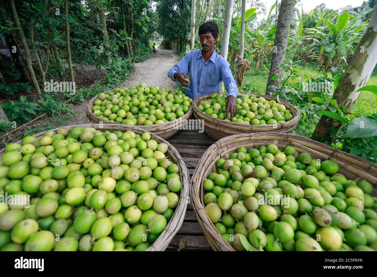 Used for lemon farming hi-res stock photography and images - Alamy