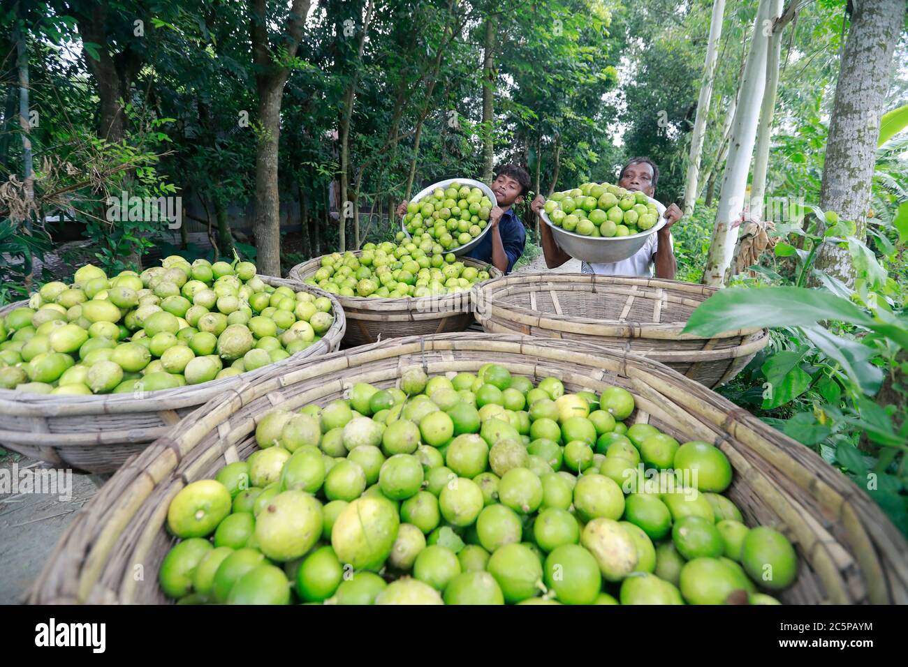 Used for lemon farming hi-res stock photography and images - Alamy