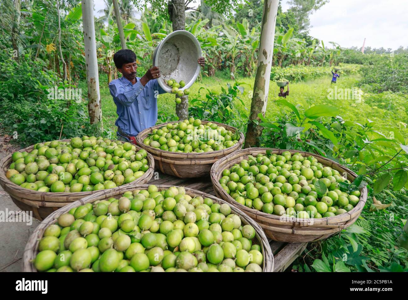 Used for lemon farming hi-res stock photography and images - Alamy