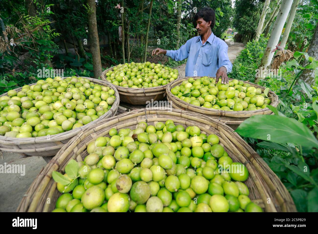 Used for lemon farming hi-res stock photography and images - Alamy