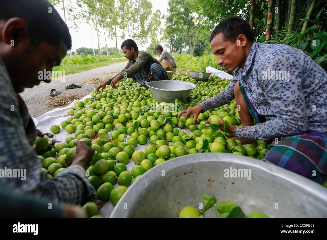Used for lemon farming hi-res stock photography and images - Alamy