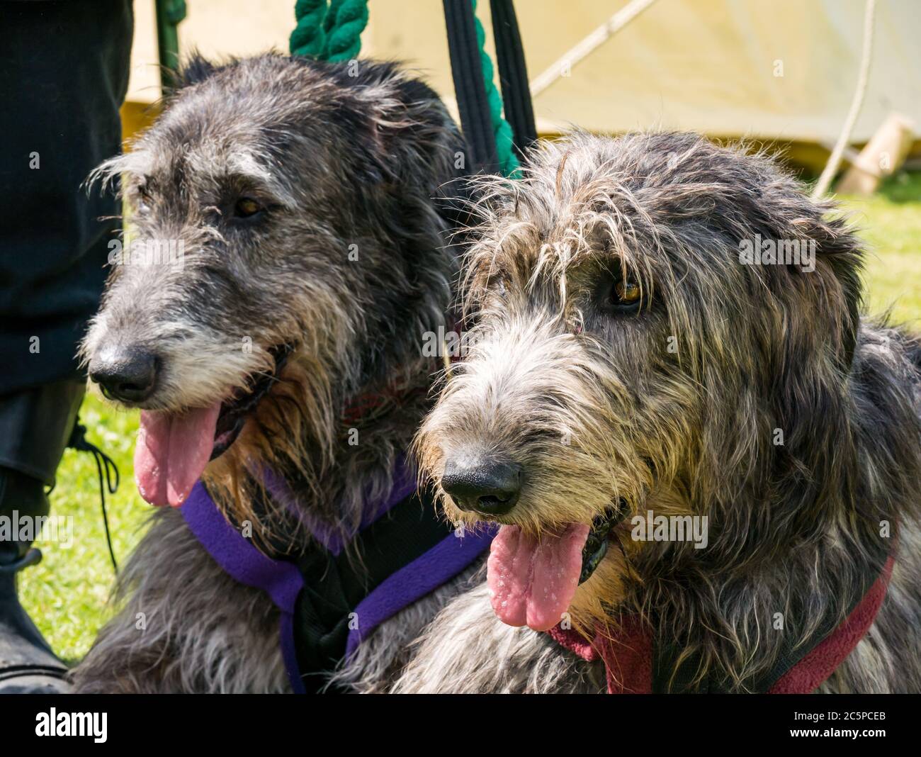Panting dog hi-res stock photography and images - Alamy