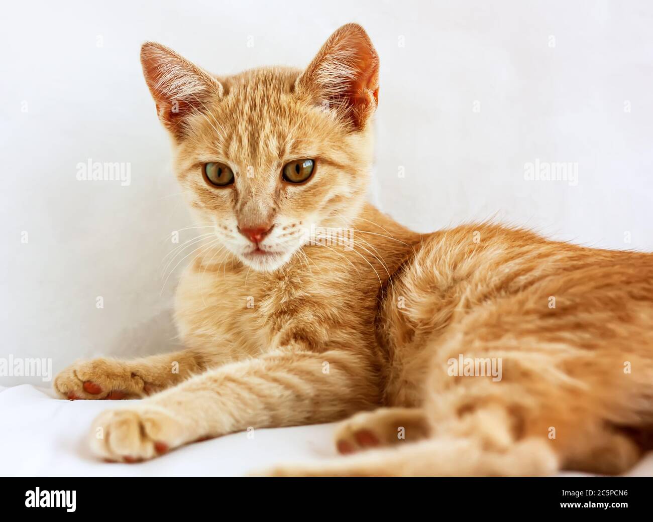 Closeup portrait of cute ginger fur young cat on white background ...