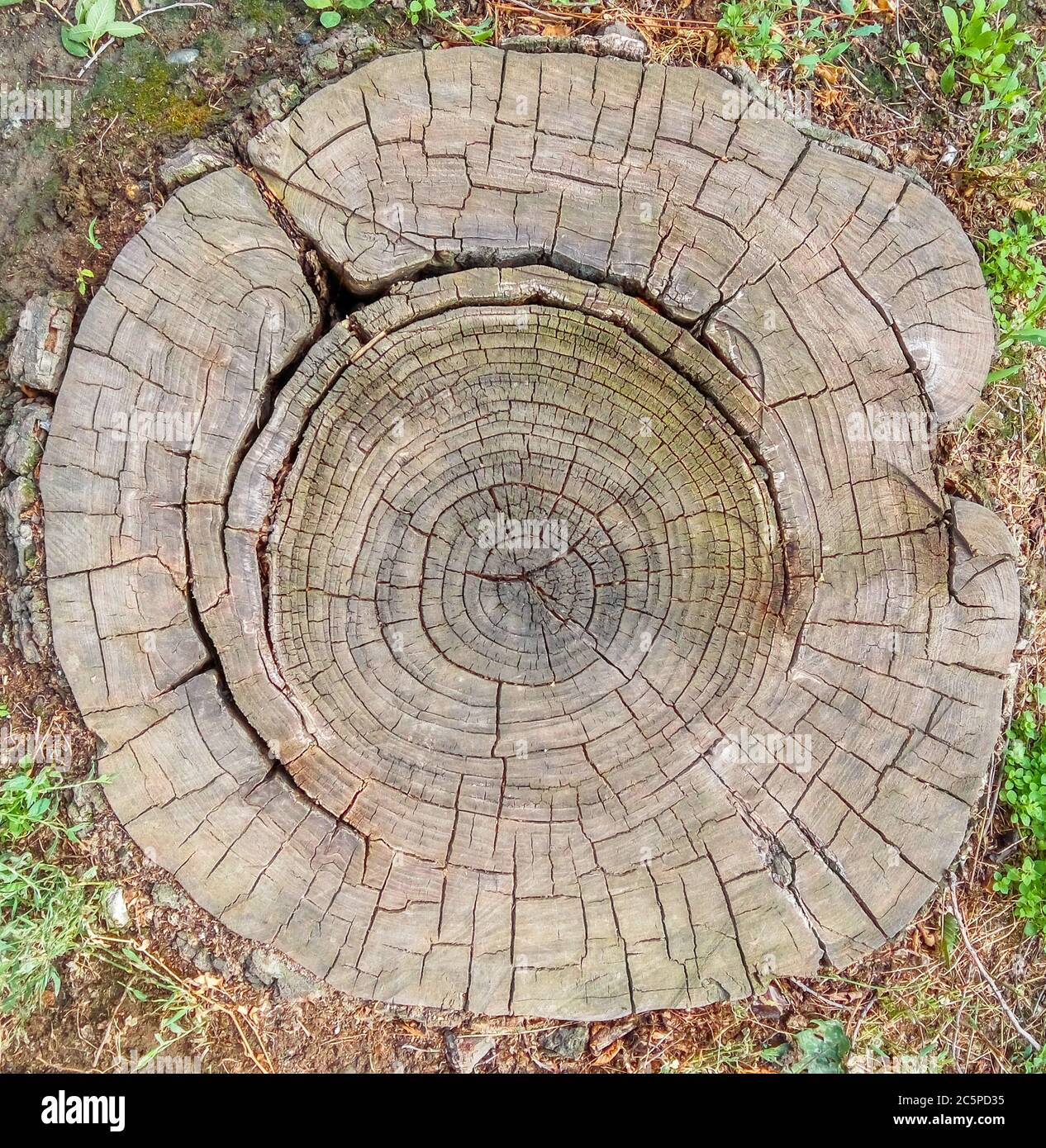 Tree rings old wood with the cross section of a cut log Stock Photo - Alamy