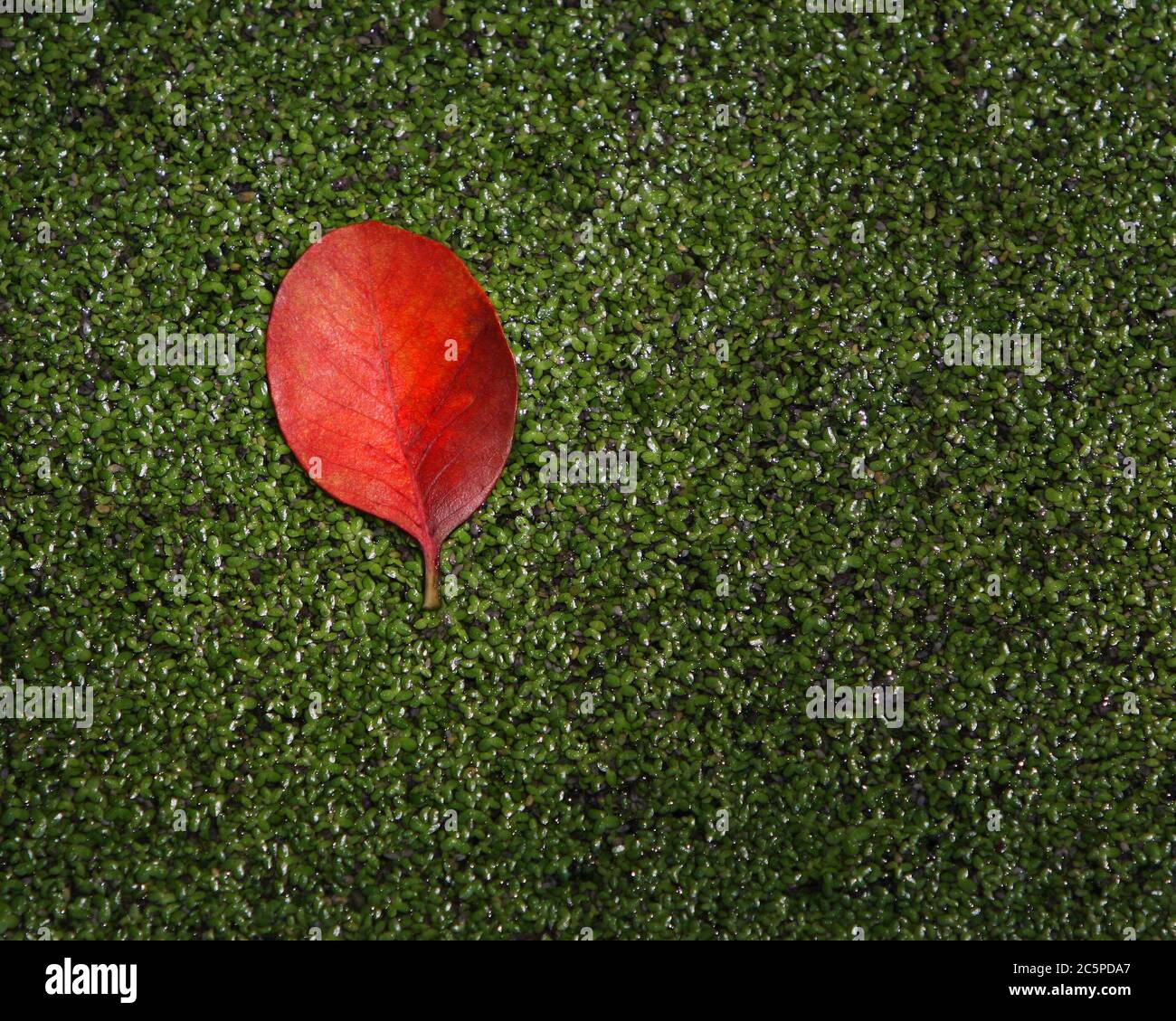 Contrasting size and colors in nature Stock Photo - Alamy