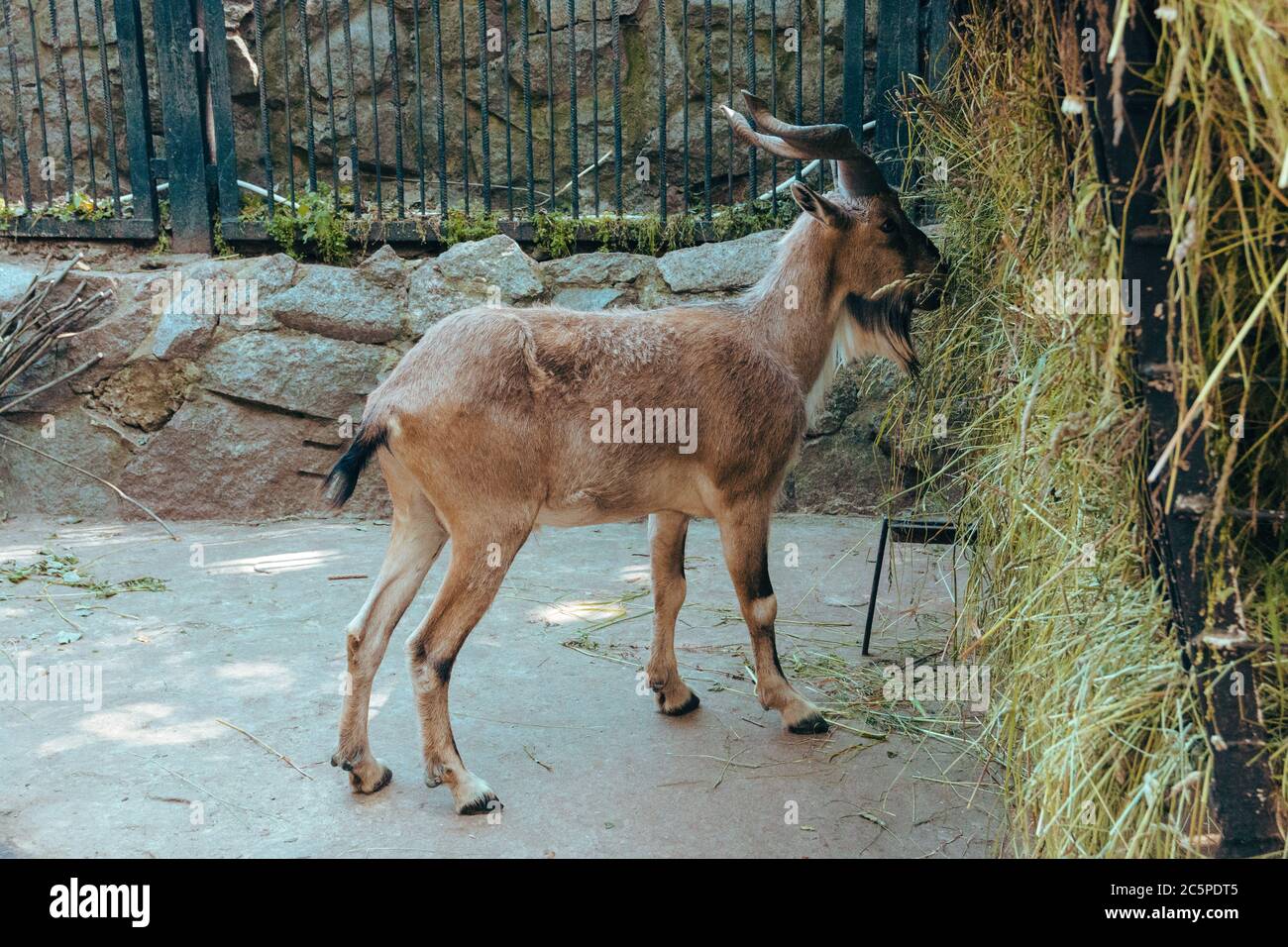 A young mountain goat in an enclosure nibbling grass from a stack in ...