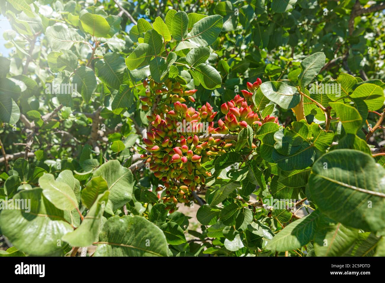 Pistachio nuts branch hi-res stock photography and images - Alamy