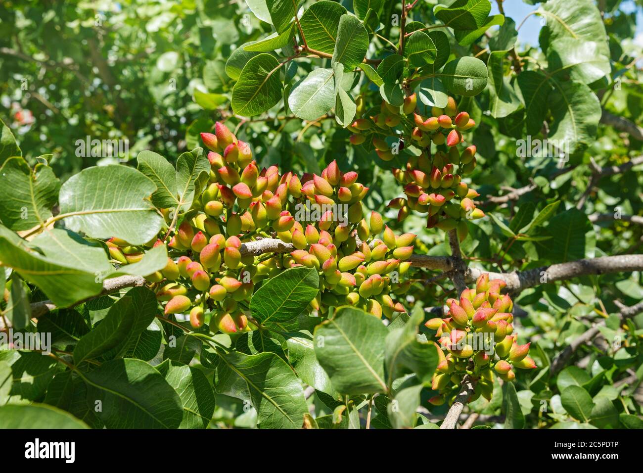 Pistachio nut tree hi-res stock photography and images - Alamy
