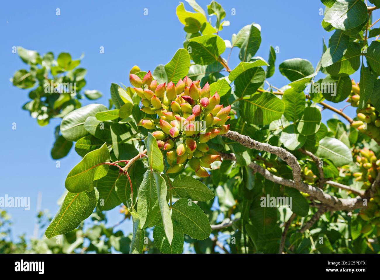 Pistachio tree hi-res stock photography and images - Alamy