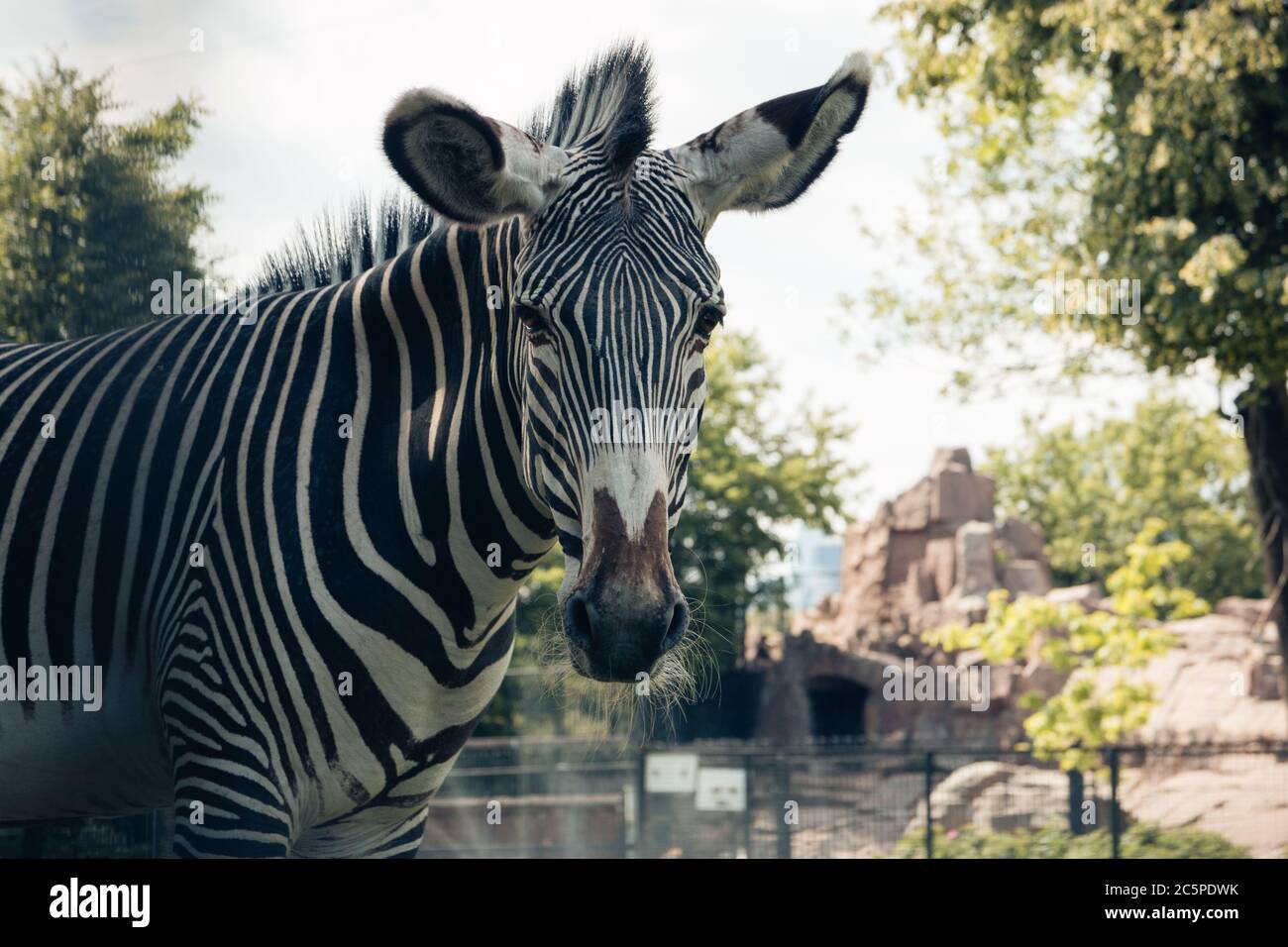 Close-up of a Zebra looking into the camera lens in an enclosure in the ...