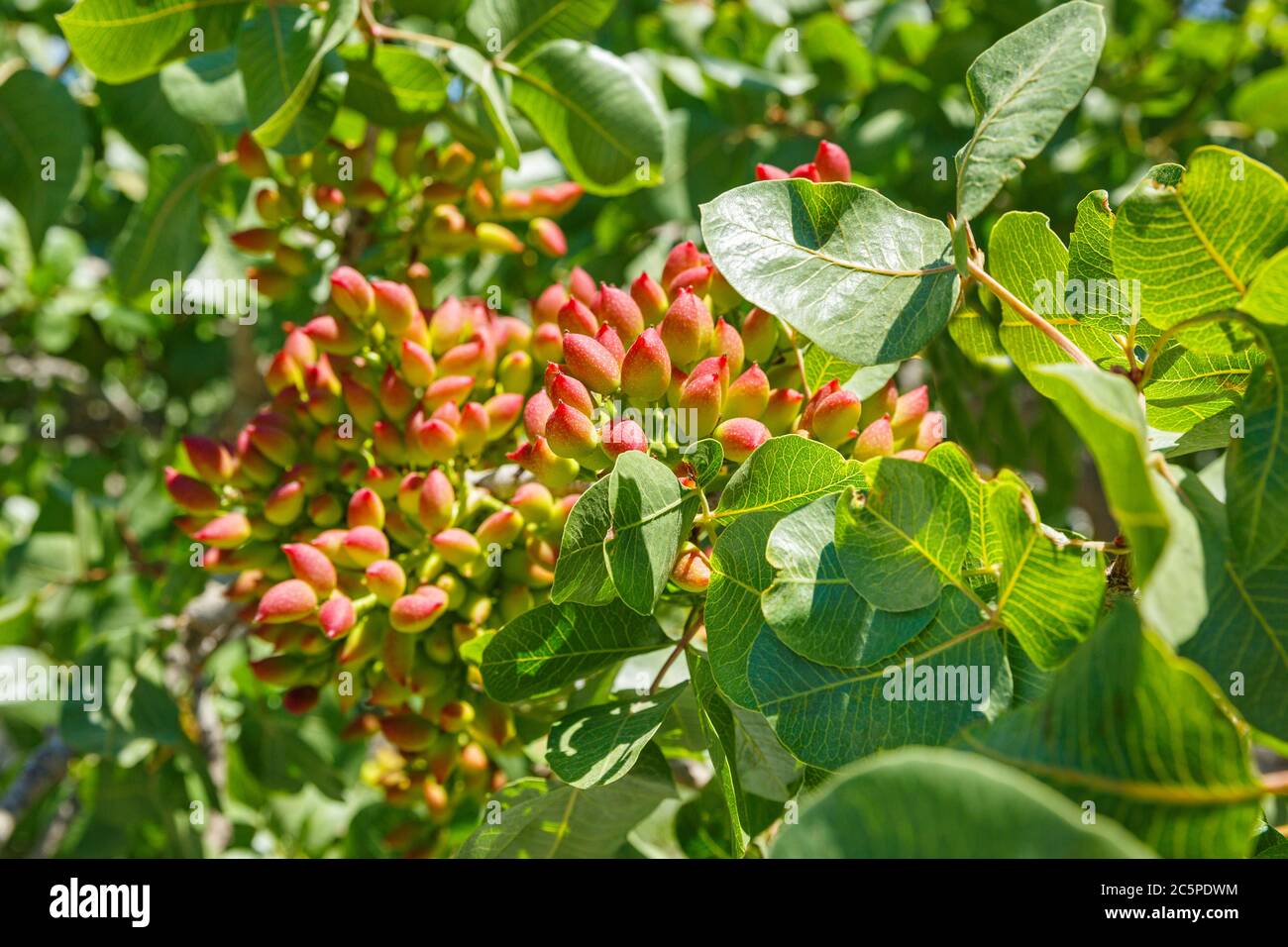 Young, green nuts on a branch of a pistachio tree Stock Photo - Alamy