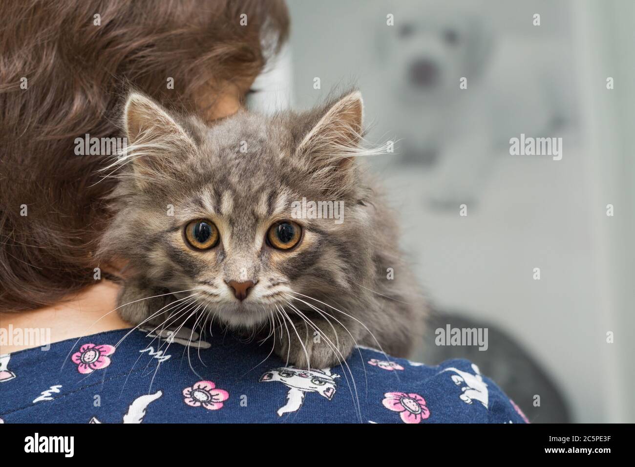 Small, scared kitten on the shoulder of a shelter volunteer Stock Photo ...