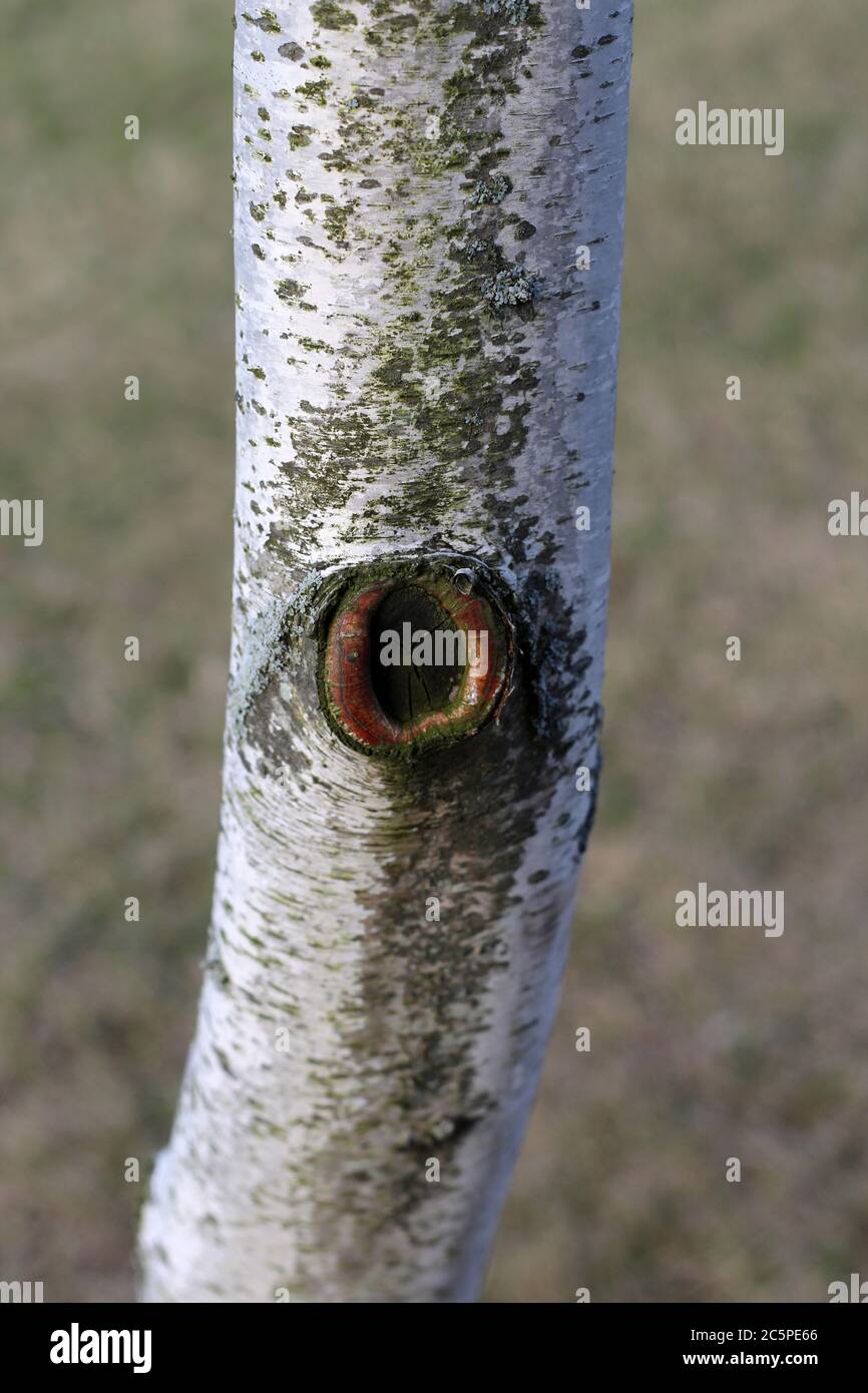 Birch canoe america hi-res stock photography and images - Alamy