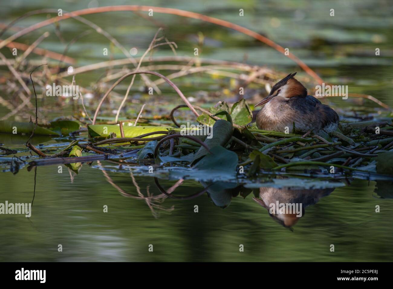Great crested grebe brooding its eggs on its floating nest on a river ...