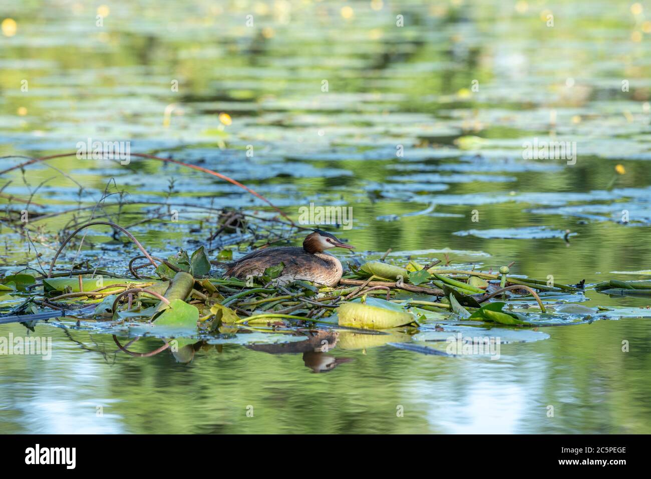 Great crested grebe brooding its eggs on its floating nest on a river ...