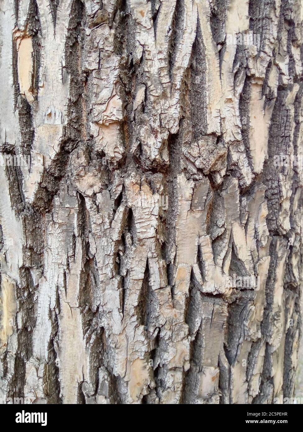 Elm grain hi-res stock photography and images - Alamy