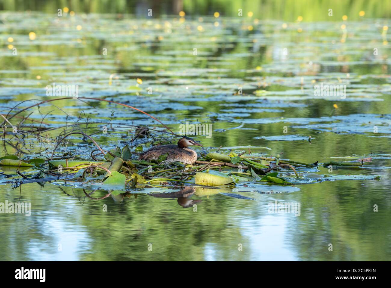 Great crested grebe brooding its eggs on its floating nest on a river ...