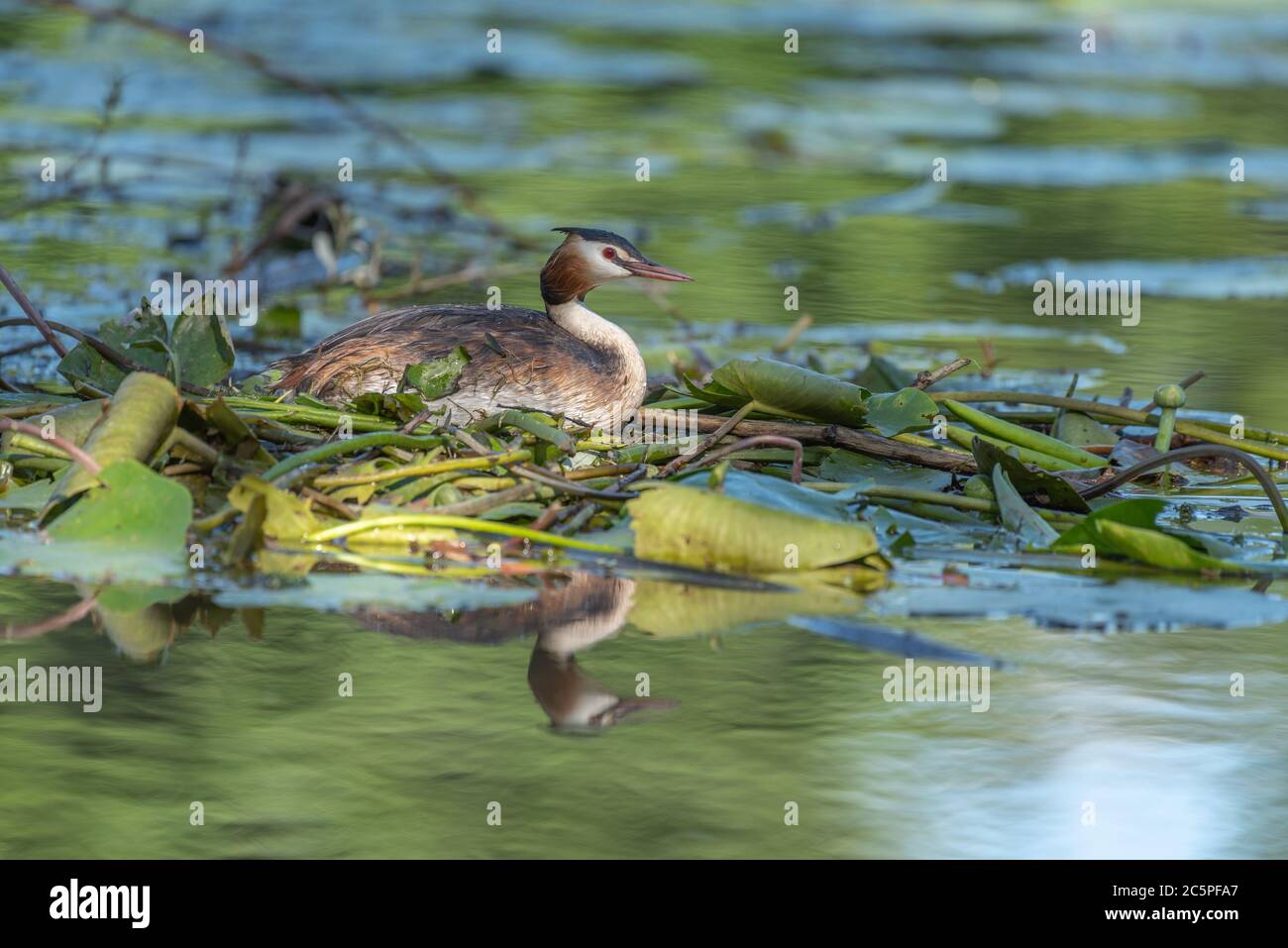 Great crested grebe brooding its eggs on its floating nest on a river ...