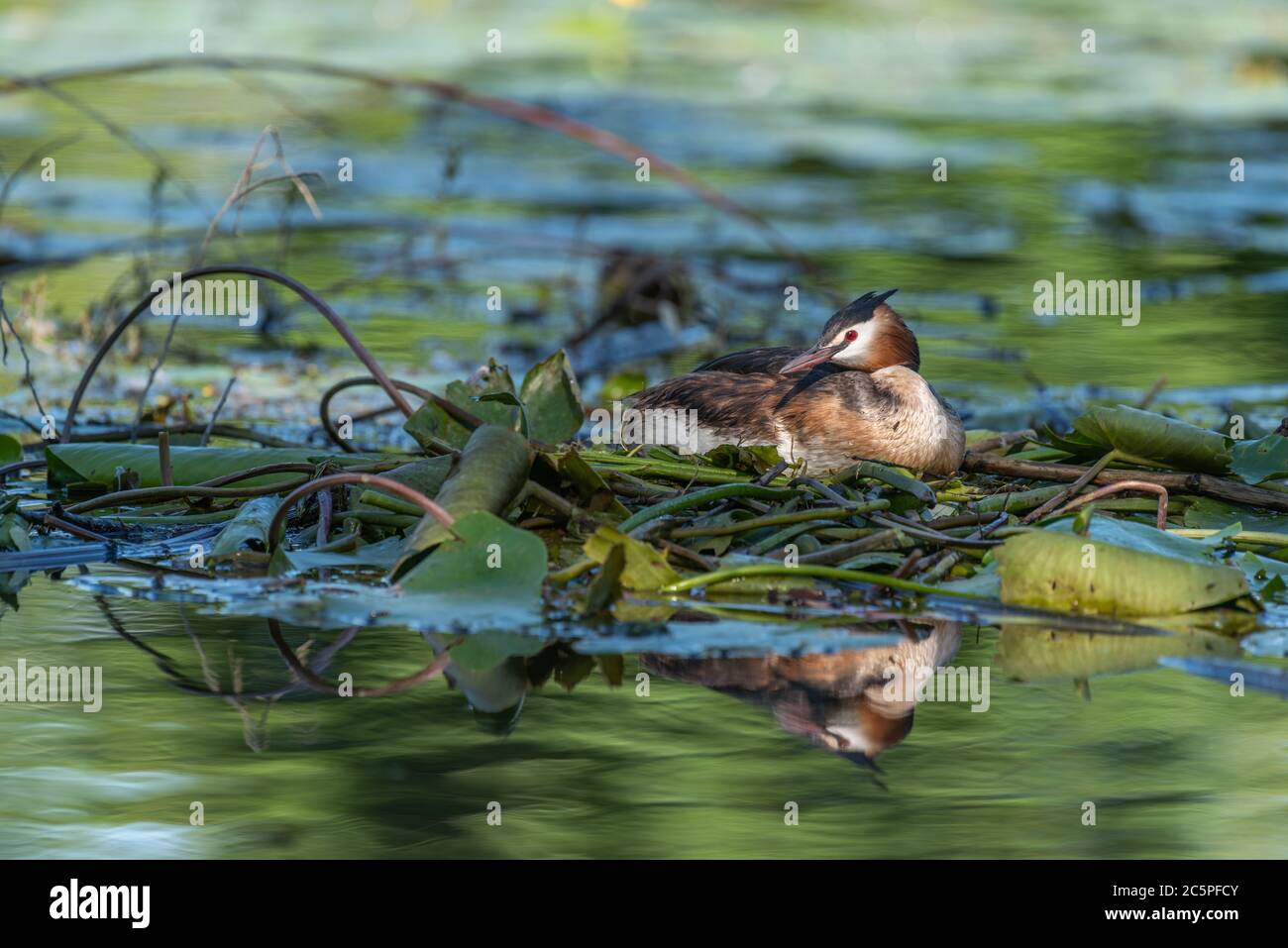 Great crested grebe brooding its eggs on its floating nest on a river ...