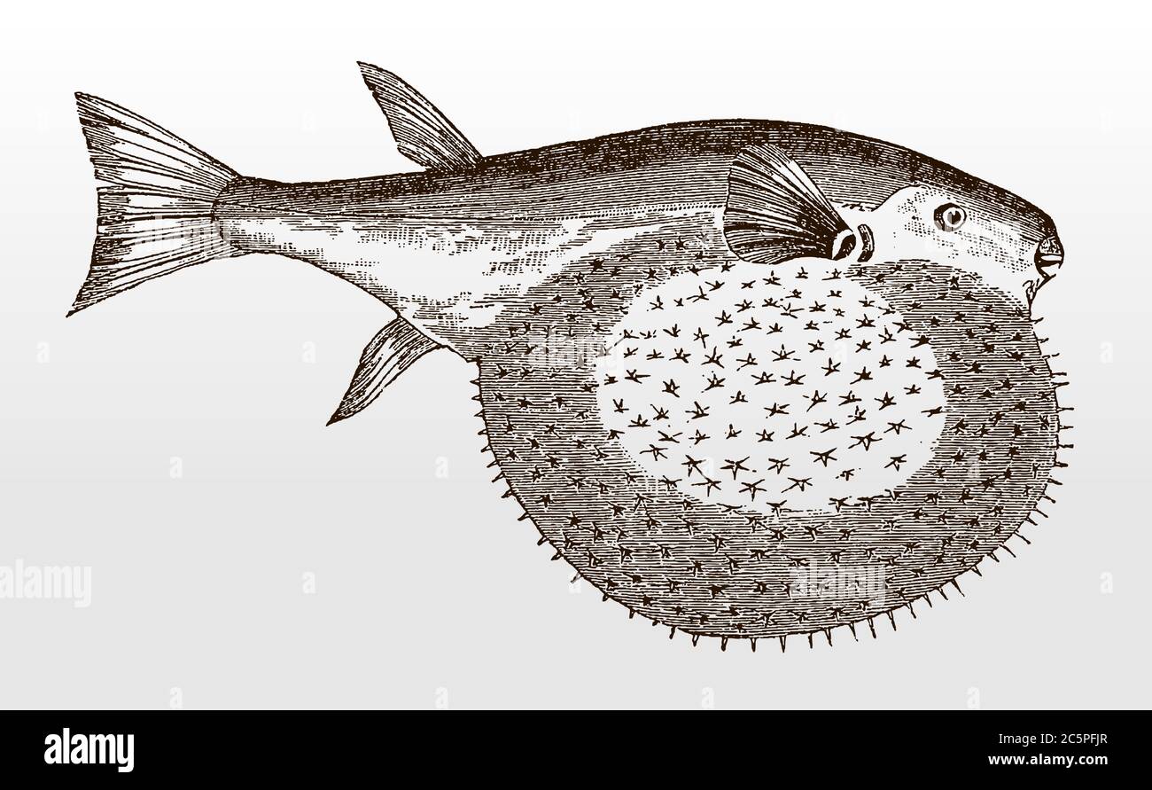 Inflated Oceanic puffer, lagocephalus, native to tropical seas in side ...