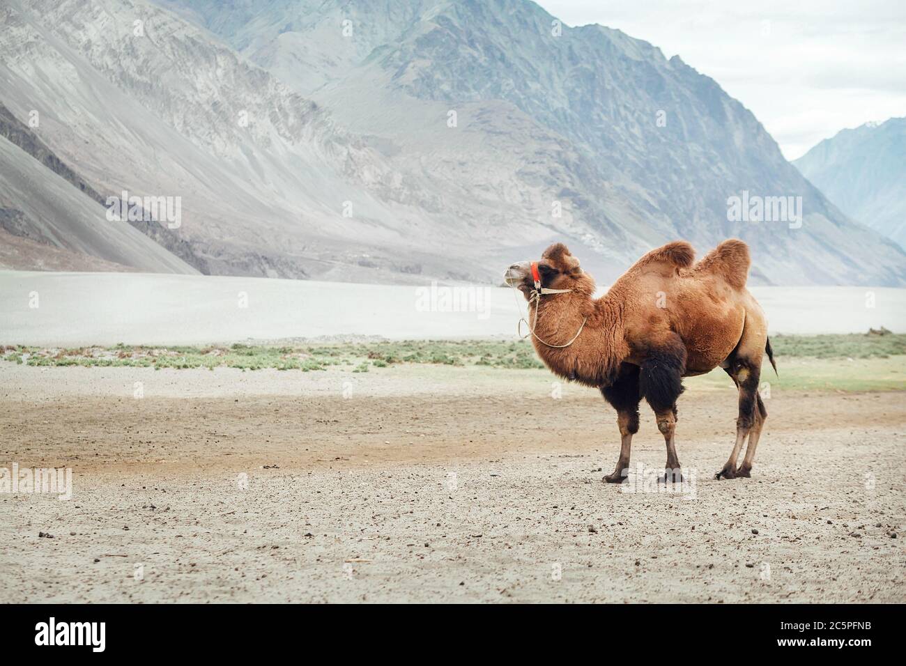 Alone Bactrian camel standing near the Hunder village in Nubra Valley ...