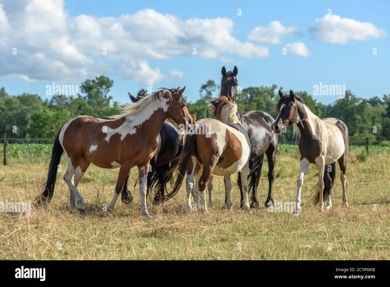 Ponies in a pasture in the French countryside Stock Photo - Alamy