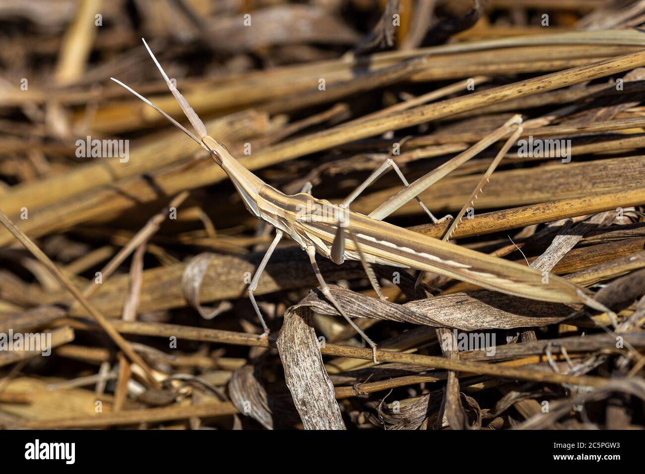 Walking stick insect wings hi-res stock photography and images - Alamy