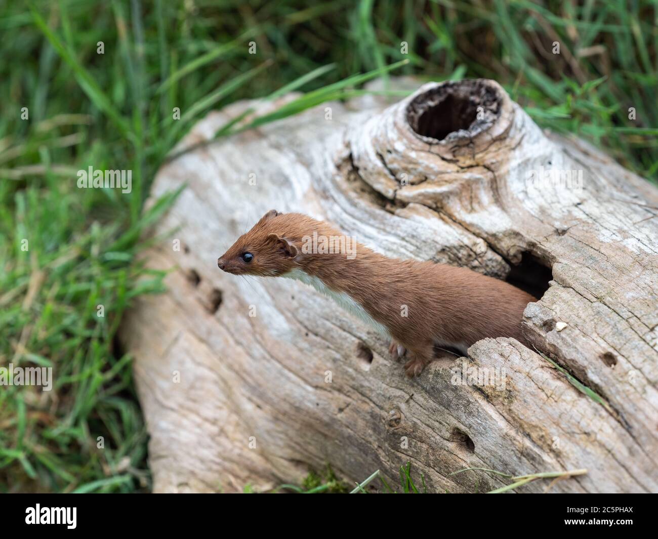 Weasel Looking Out of aLog Stock Photo - Alamy