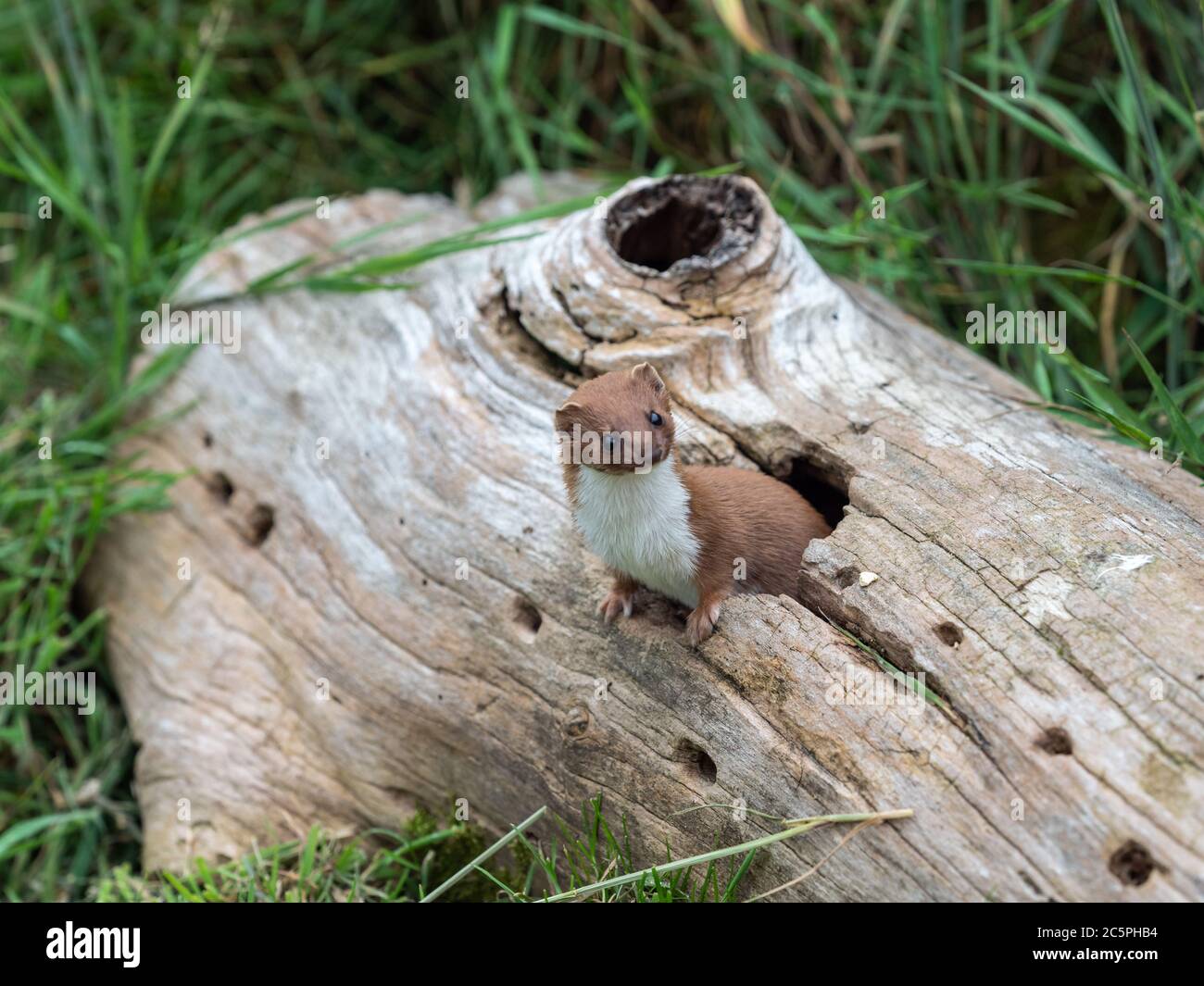 Weasel Looking Out of aLog Stock Photo - Alamy