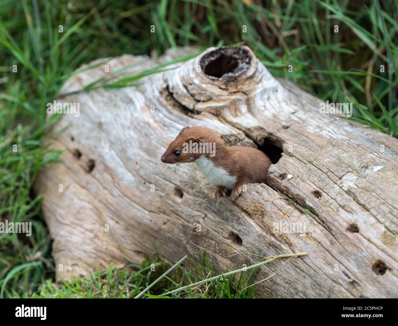 Weasel Looking Out of aLog Stock Photo - Alamy