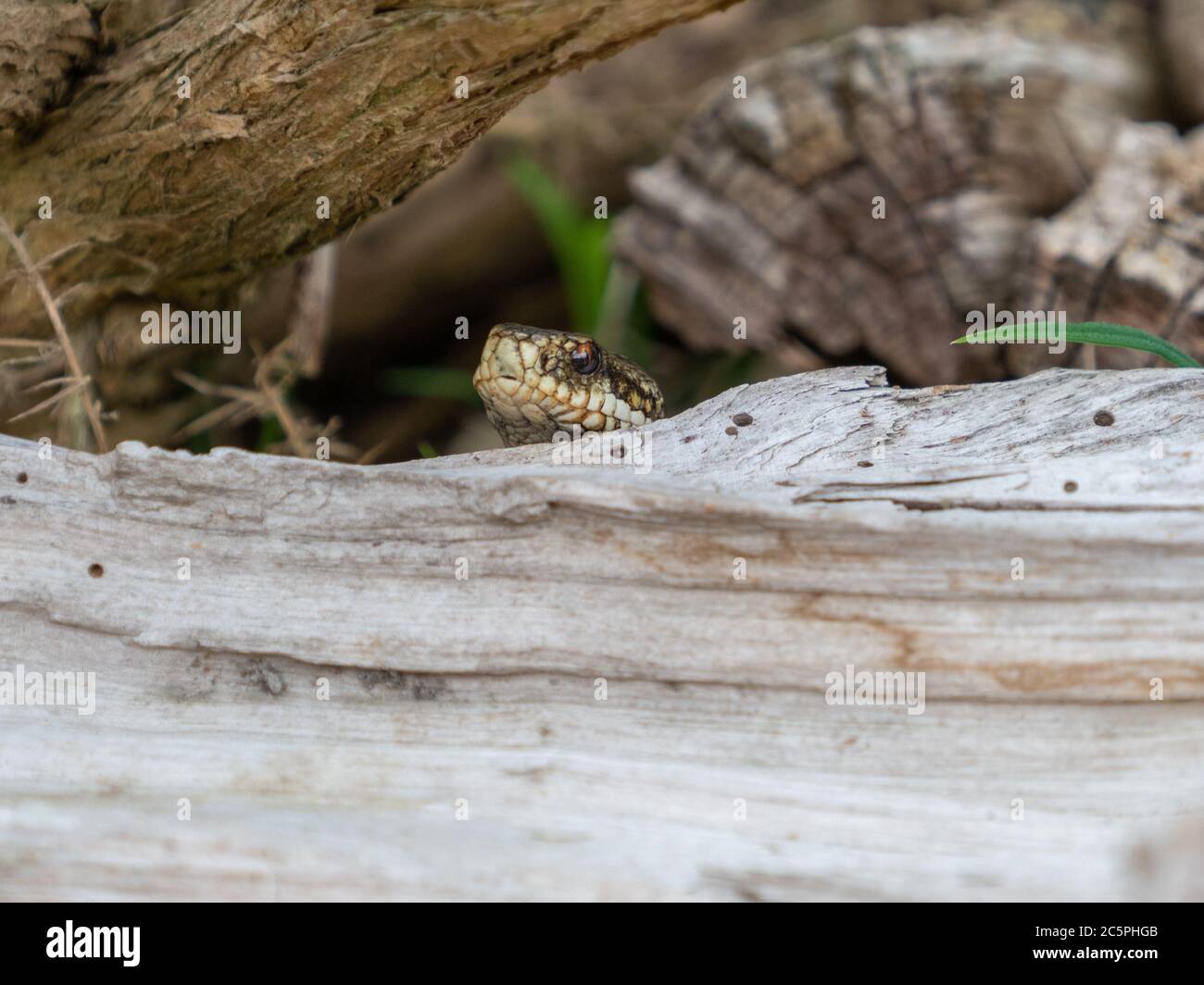 Adder Snake Head Stock Photo - Alamy