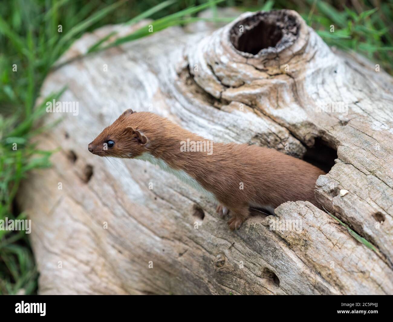 Weasel Looking Out of aLog Stock Photo - Alamy