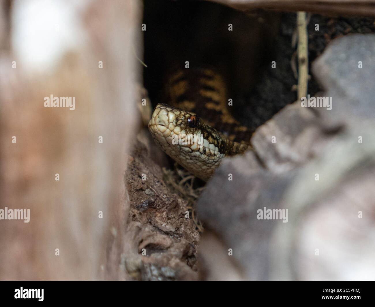 Adder Snake Head Stock Photo - Alamy