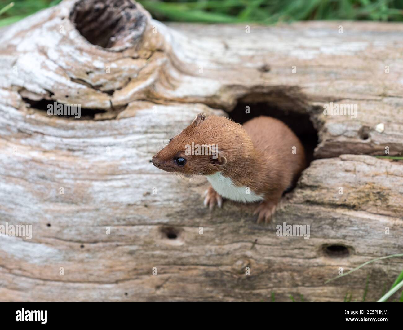 Weasel Looking Out of aLog Stock Photo - Alamy