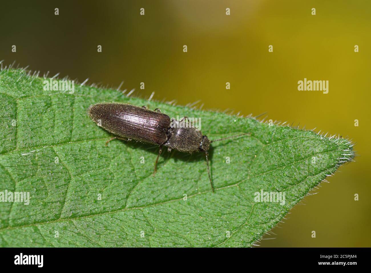 Snapping beetle hi-res stock photography and images - Alamy