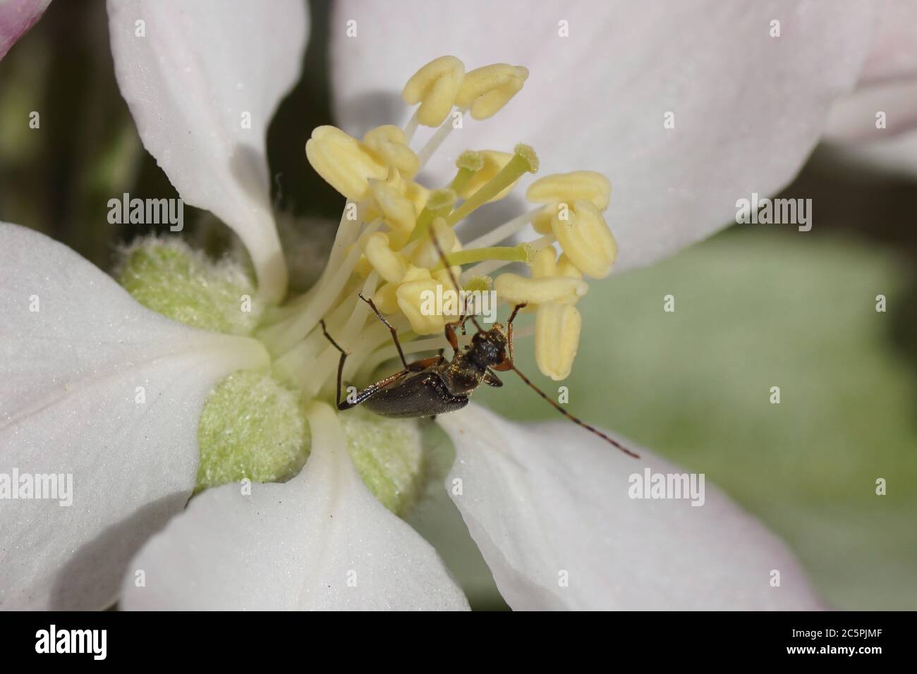 Small Longhorn beetle Grammoptera ruficornis, family Cerambycidae ...
