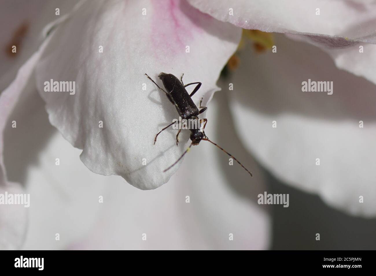 Small Longhorn beetle Grammoptera ruficornis, family Cerambycidae ...