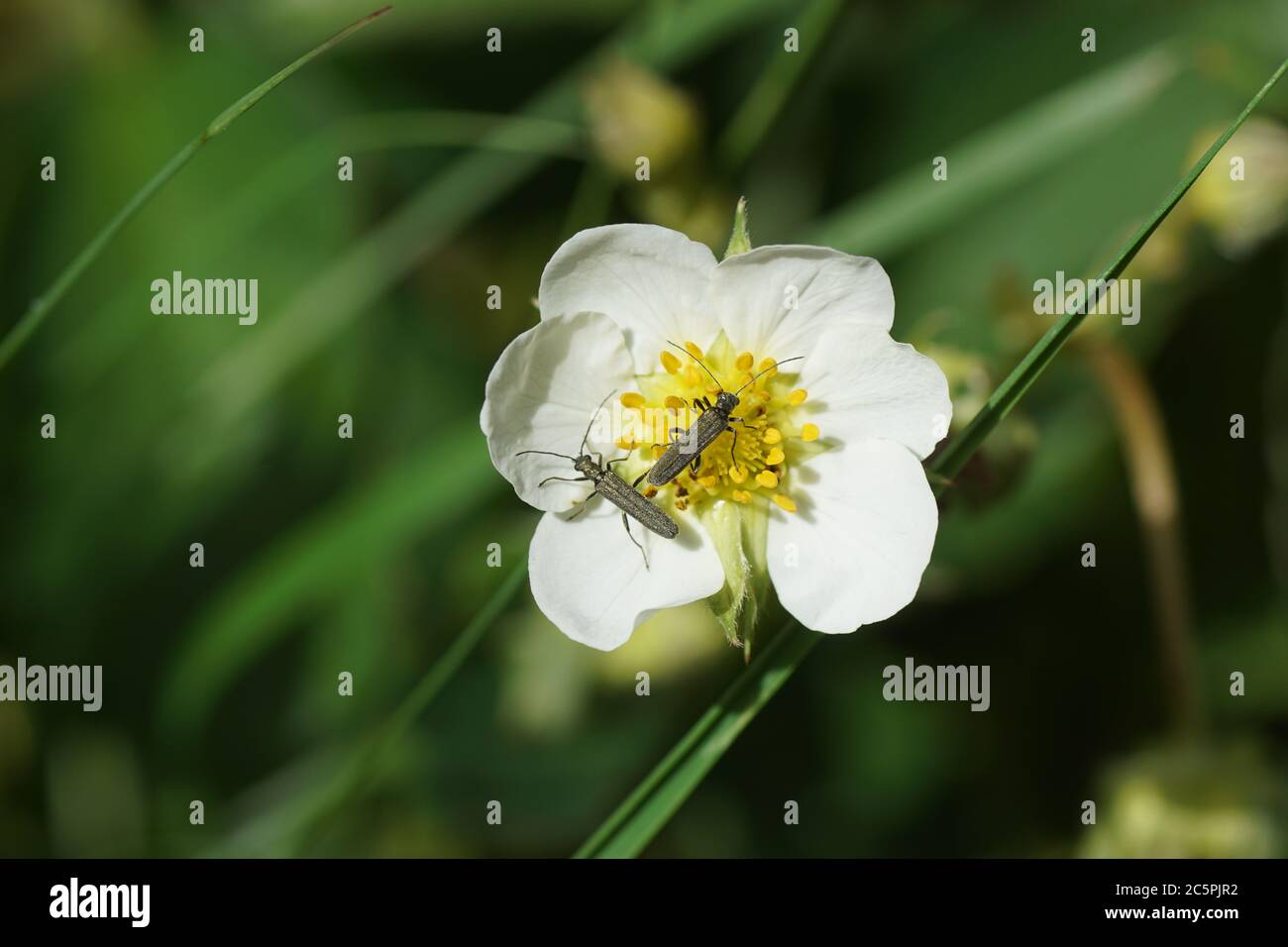 Beetles Oedemera lurida or Oedemera virescens, family Oedemeridae ...