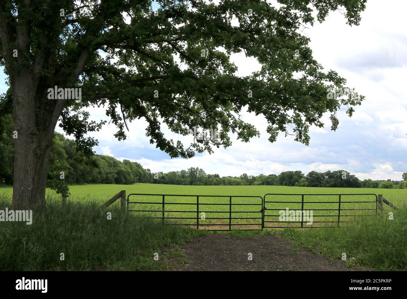 farmland tree shade with a fence on a bright sunny day Stock Photo - Alamy