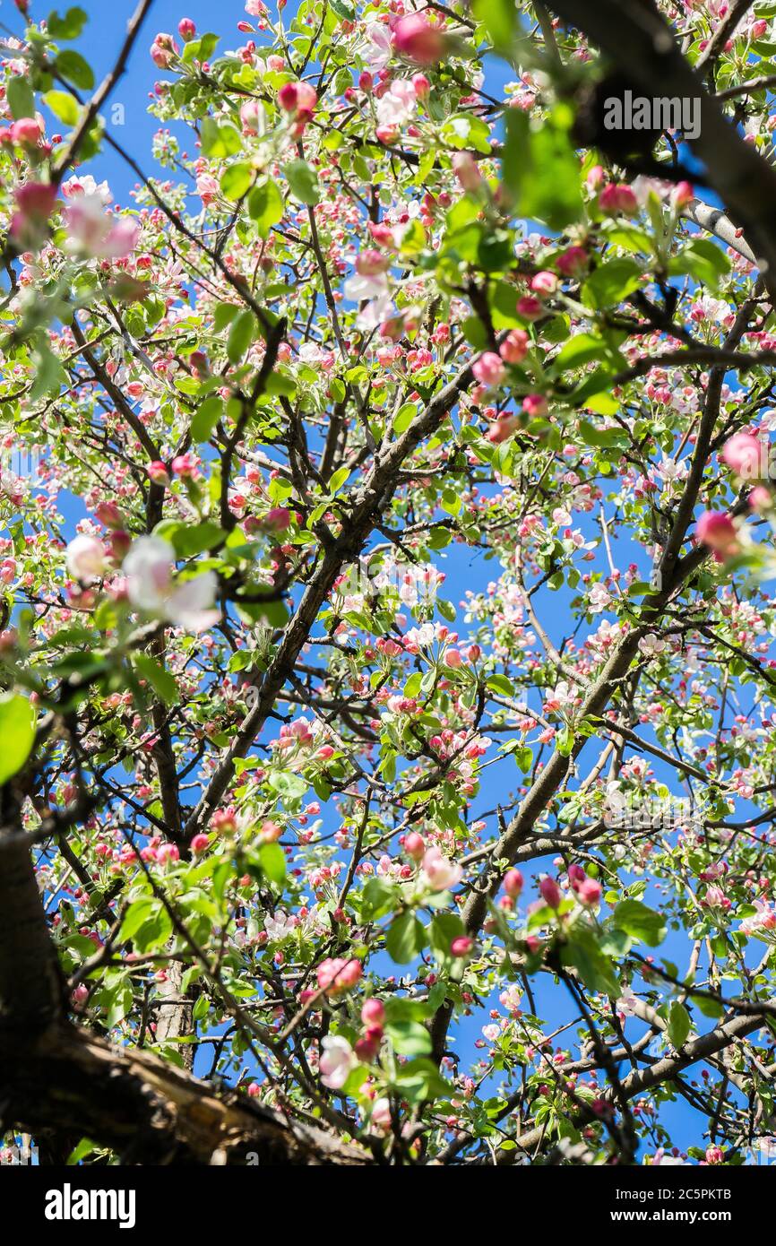 apple tree blossom in spring. Pink blooming apple tree. Bloom Stock ...